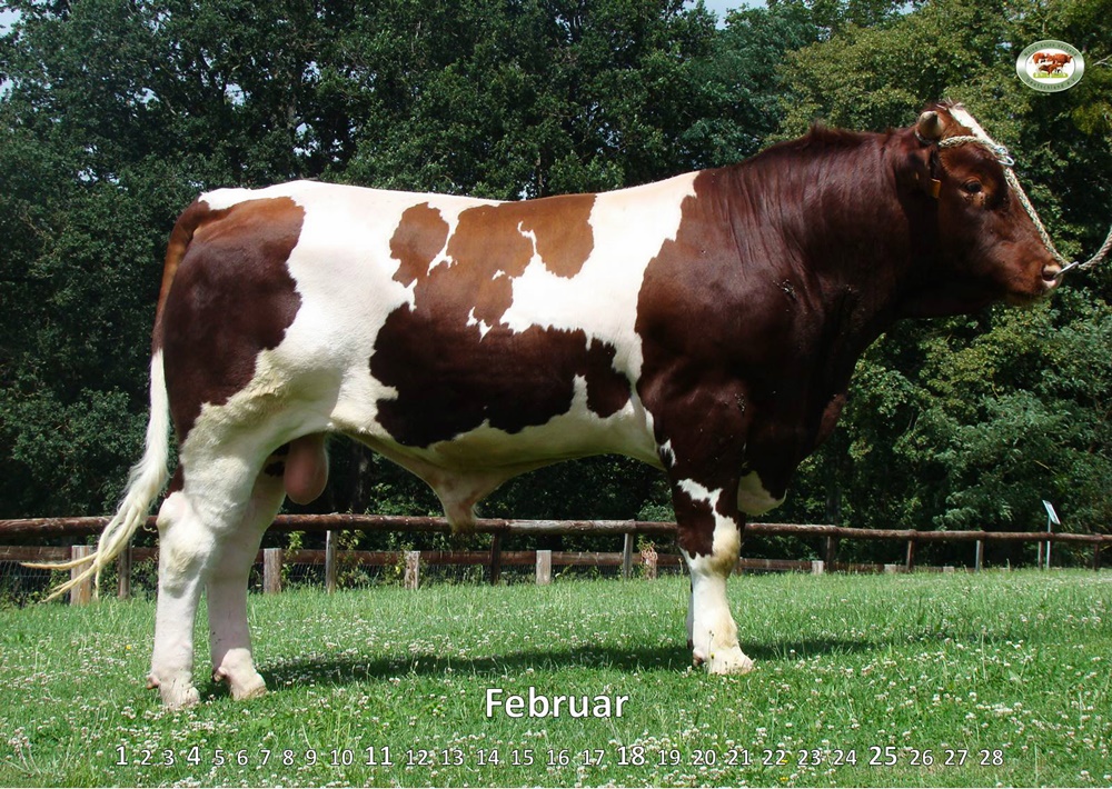 Offizielle Rassevertretung in Deutschland › Maine-Anjou Verband ...