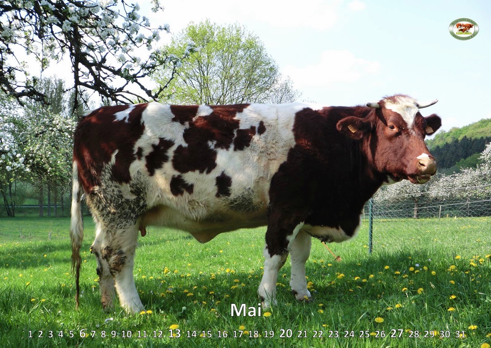 Offizielle Rassevertretung in Deutschland › Maine-Anjou Verband ...