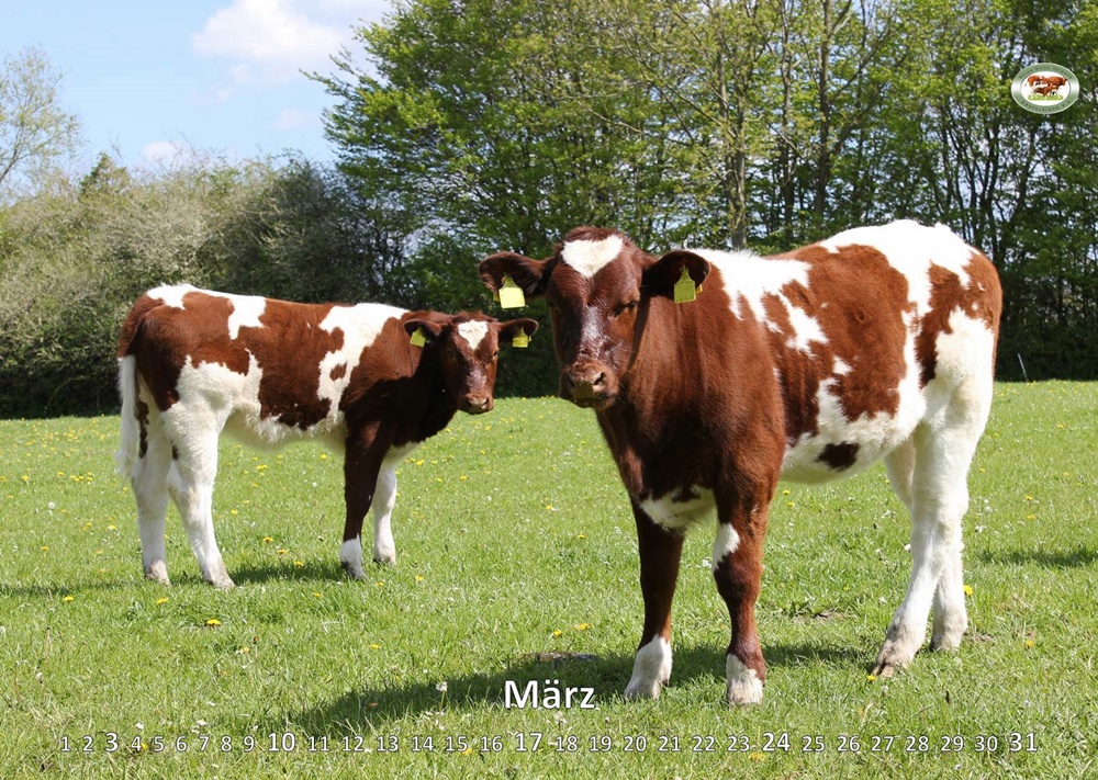 Offizielle Rassevertretung in Deutschland › Maine-Anjou Verband ... Offizielle Rassevertretung in Deutschland › Maine-Anjou Verband ...
