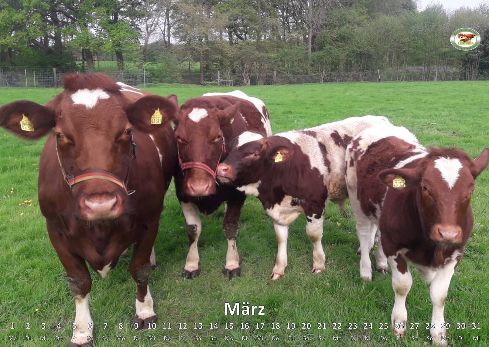 Offizielle Rassevertretung in Deutschland › Maine-Anjou Verband ...